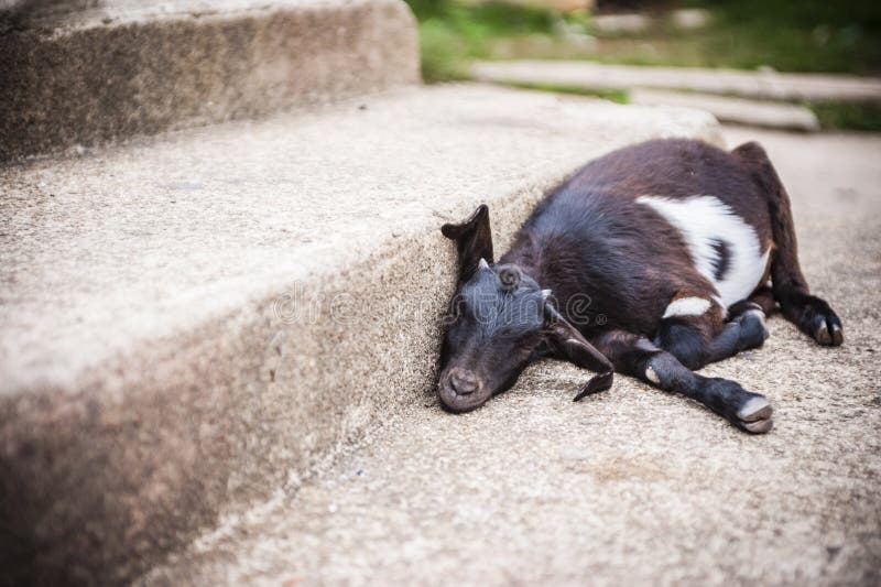 Goat resting at staircase stock photo. Image of young - 43342112