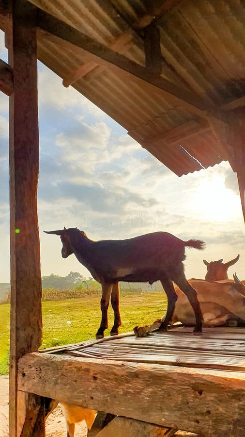 A Goat in the Rice Field. Goats Take Shelter in Rice Field Huts with ...