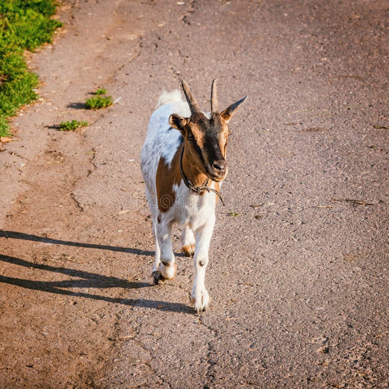 637 Cute Goat Road Stock Photos - Free & Royalty-Free Stock Photos from ...