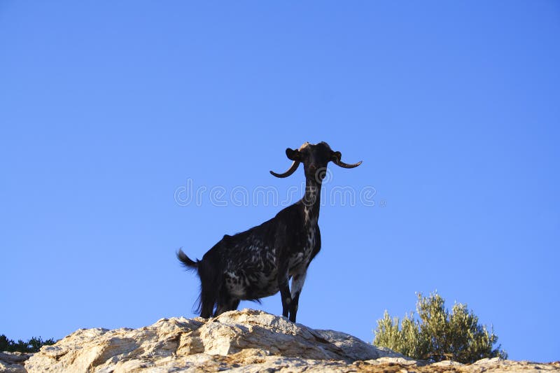 Goat on Rock stock photo. Image of atop, blue, rocky, animal - 3077230