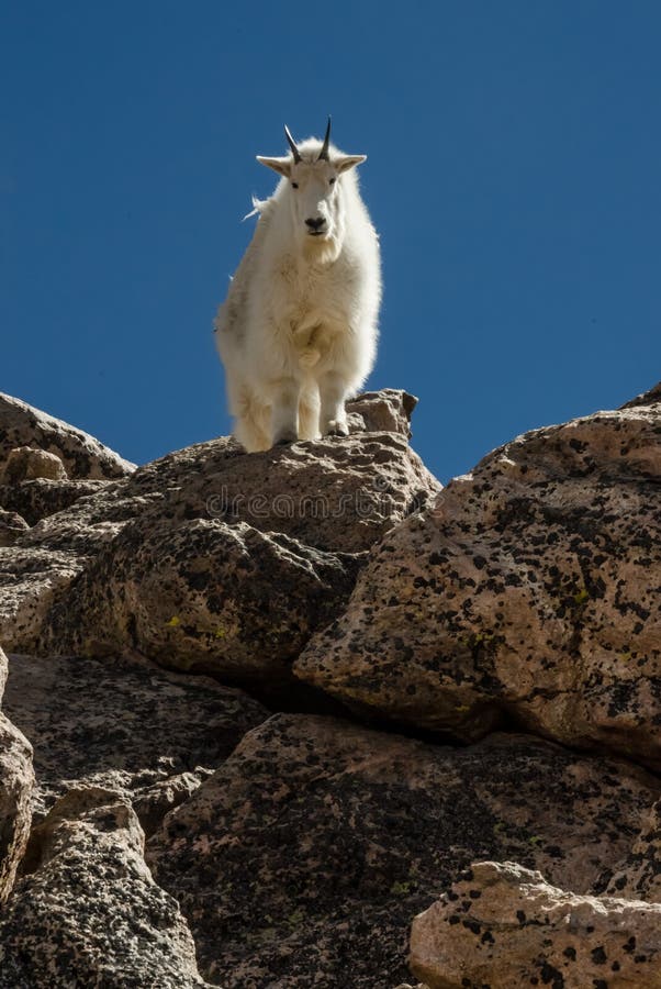 Goat on Rock Front View stock photo. Image of landscape - 64010428