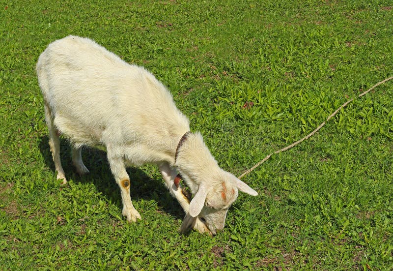 Goat on rope in meadow stock photo. Image of livestock - 185370008