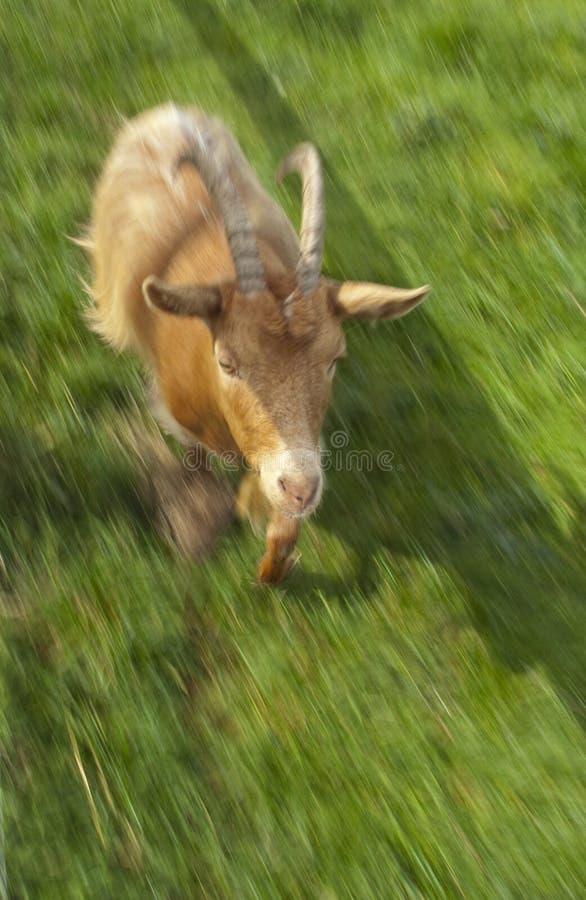 Goat ... Running stock photo. Image of livestock, family - 10779592