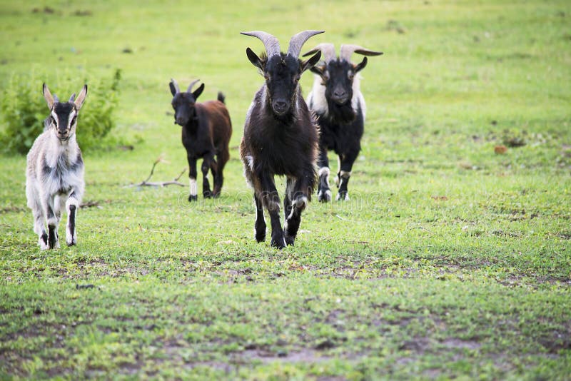 Running goat on meadow stock image. Image of goats, rural - 54274883