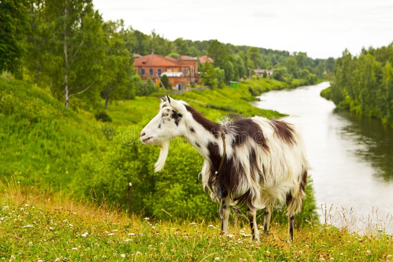 The Goat At Rural Landscape Stock Photo - Image of tranquil, meadow ...