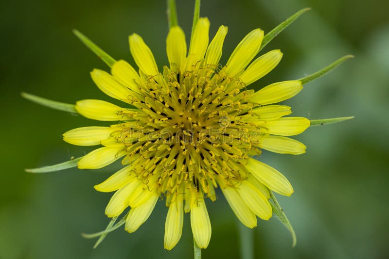 Goat`s Beard Yellow Wildflower Stock Photo - Image of beautiful, beauty ...