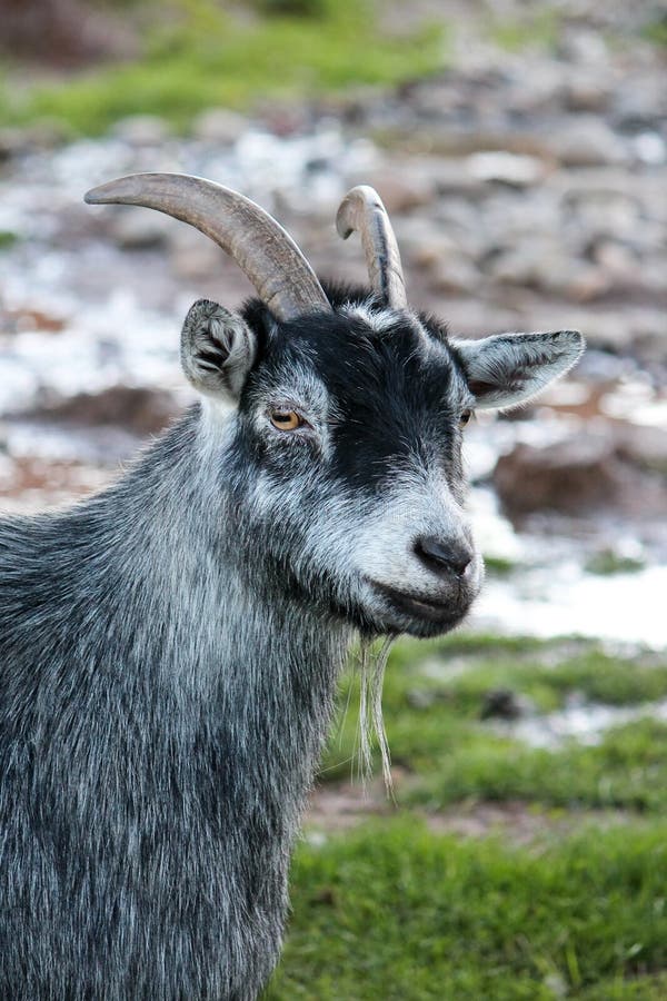 Goat s Head stock image. Image of wildlife, farm, grass - 35343187