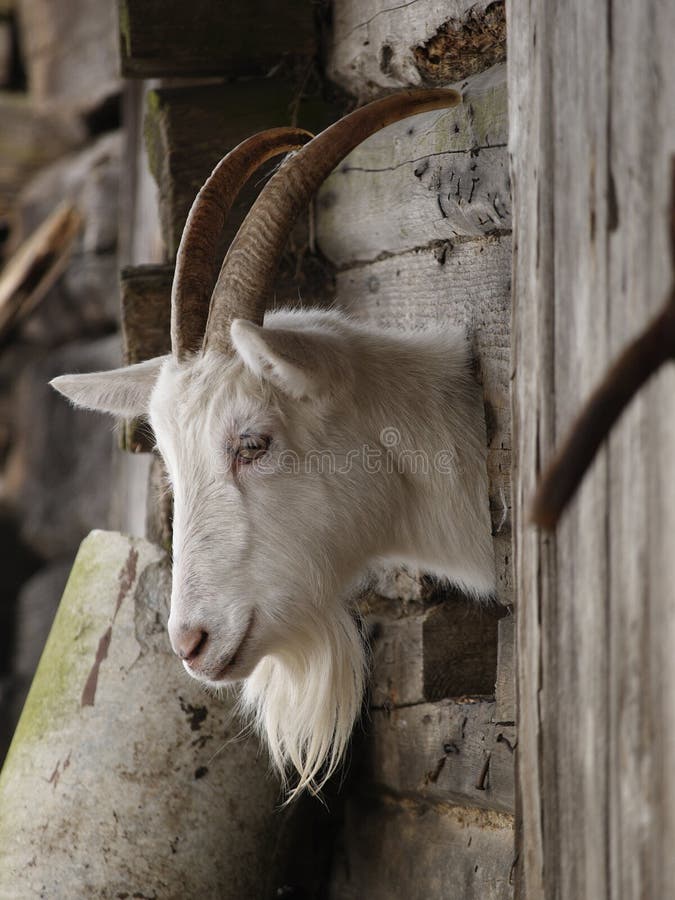 Goat stock photo. Image of ears, farm, hole, grazing - 51143944