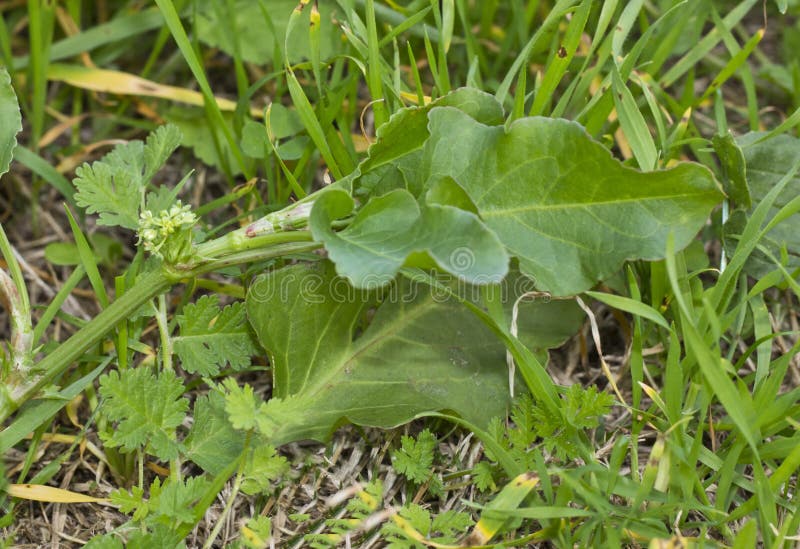 Goat s head weed stock image. Image of plants, flowering - 25778759
