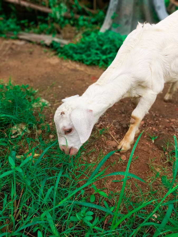 A Goat`s kid eating grass stock photo. Image of indian - 129008360