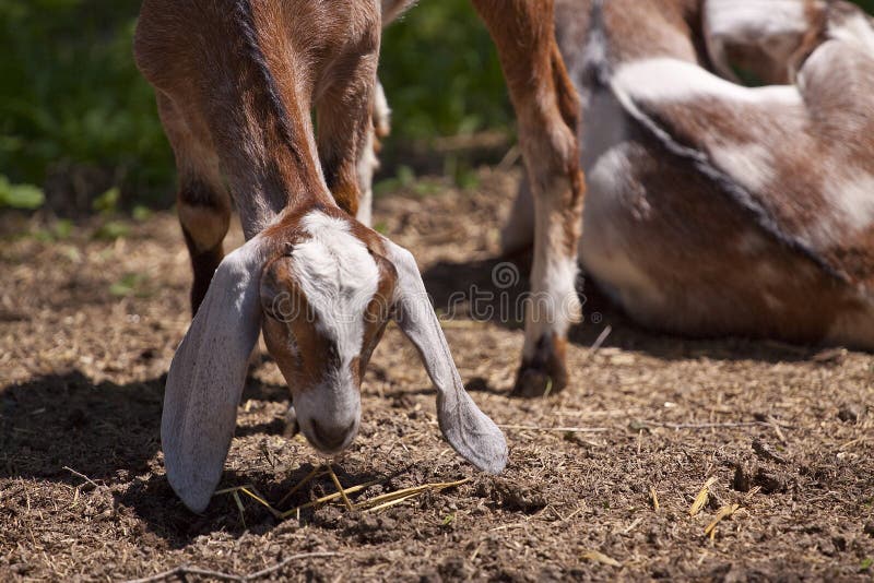 Goat s kid at the farm stock image. Image of countryside - 21877219