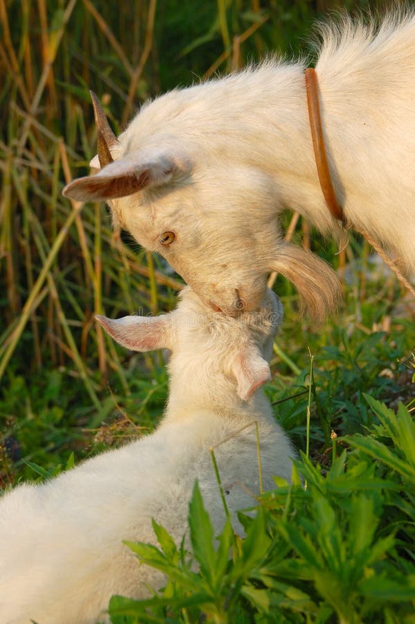 Goat s love stock image. Image of love, horn, baby, goat - 5612321