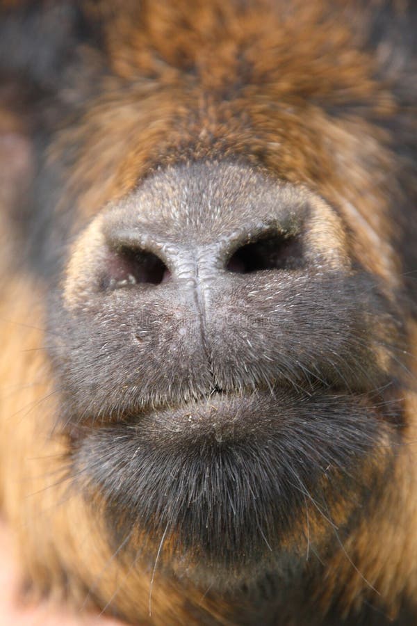 Goat nose and mouth. stock photo. Image of farm, goats - 78496670