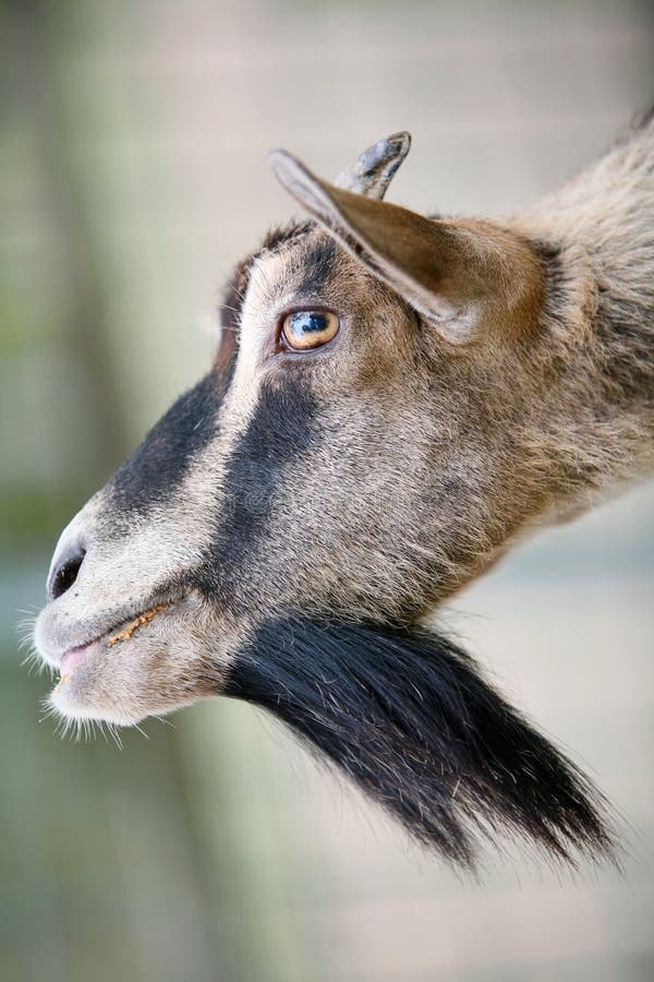 Goat s portrait stock image. Image of frame, camera, people - 21077765