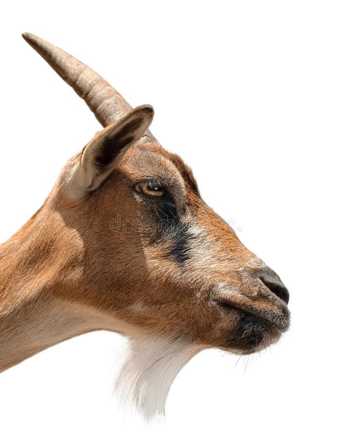 Goats face stock photo. Image of goat, farm, print, postcard - 828292