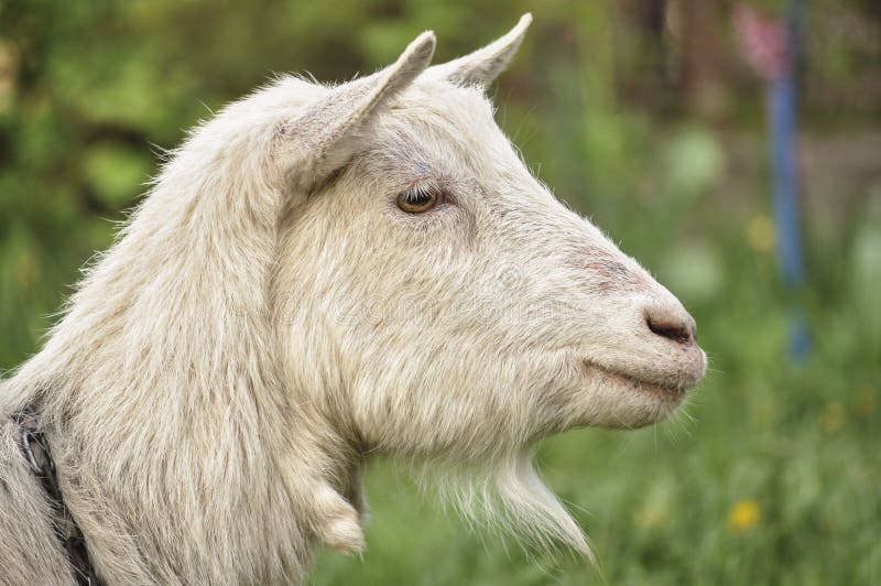 Goat s profile stock image. Image of board, eyes, goat - 41216273