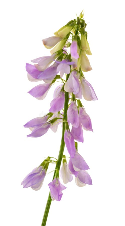 Goat s rue flowers stock image. Image of officinalis - 368791527