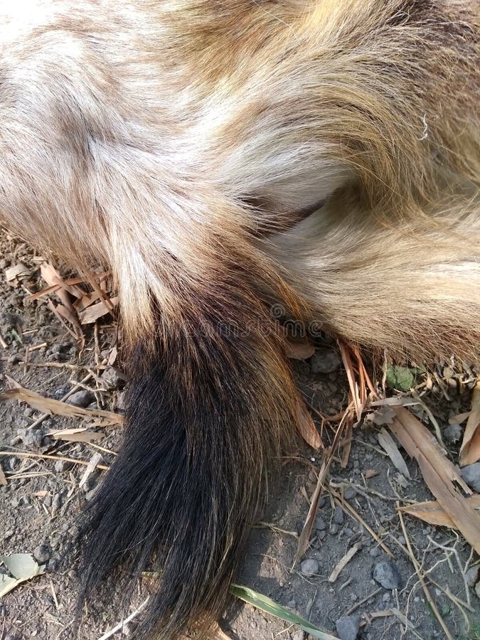 Goat& X27;s Tail Feather Black Color Stock Photo - Image of black ...