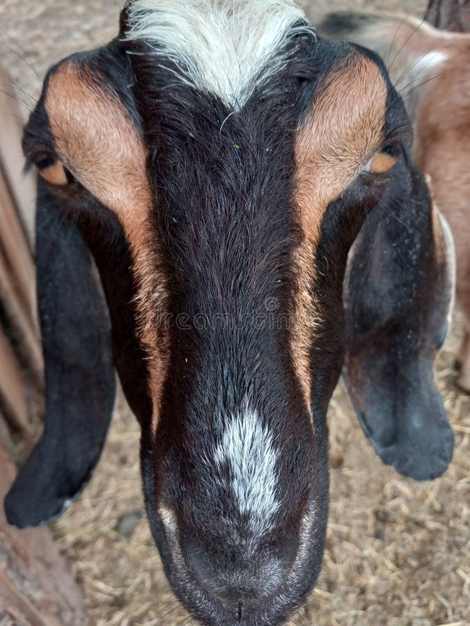 A goat saying hello stock photo. Image of hello, wildlife - 255761634