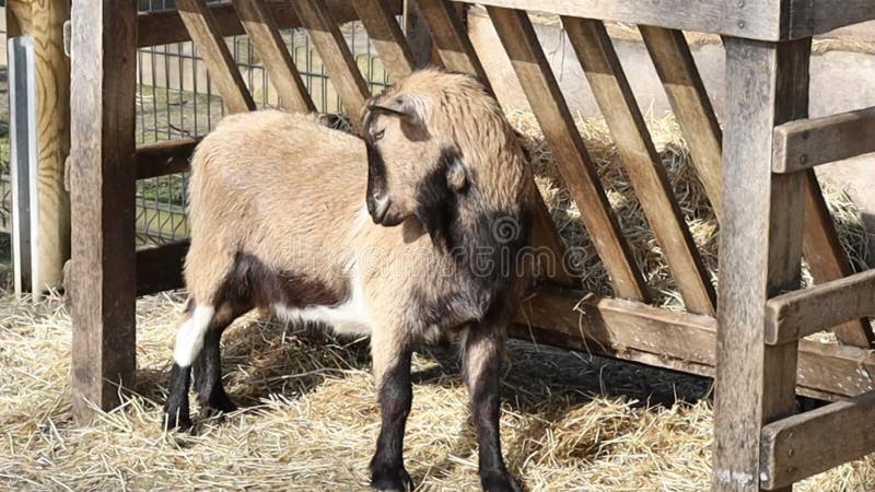 Goat Kid Scratching Its Head Against Flat Bamboo Sticks and Standing ...