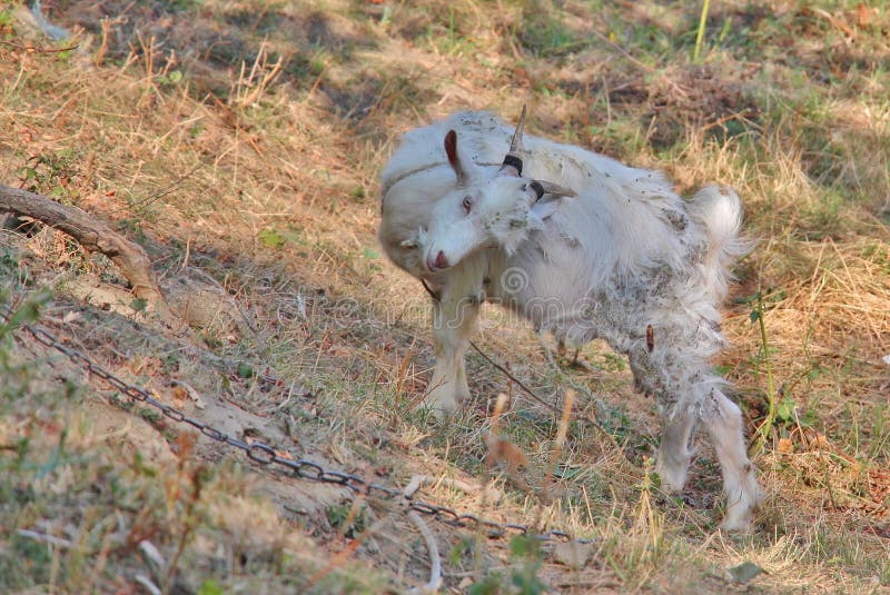 Goat Scratching His Own Back with Horns Stock Photo - Image of scratch ...