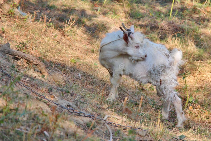 Goat Scratching His Own Back with Horns Stock Photo - Image of scratch ...