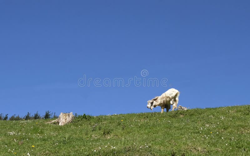 Goat Scratching His Own Back with Horns Stock Photo - Image of scratch ...