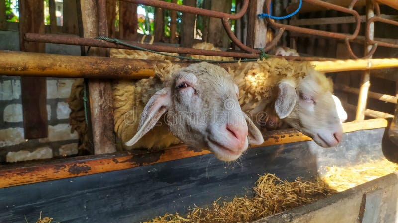A Goat is Seen Smilling Mockingly at the Camera Stock Photo - Image of ...