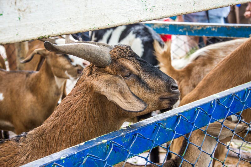 Goat stock photo. Image of select, goat, farming, blur - 58527320