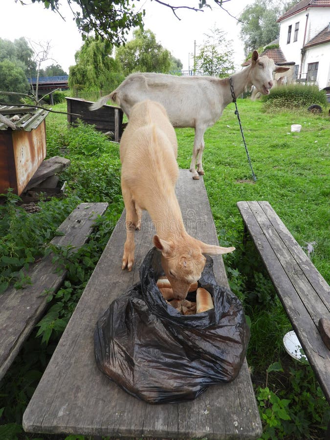 Goat Eating Pastry from Bag 10 Stock Image - Image of hircus, detail ...