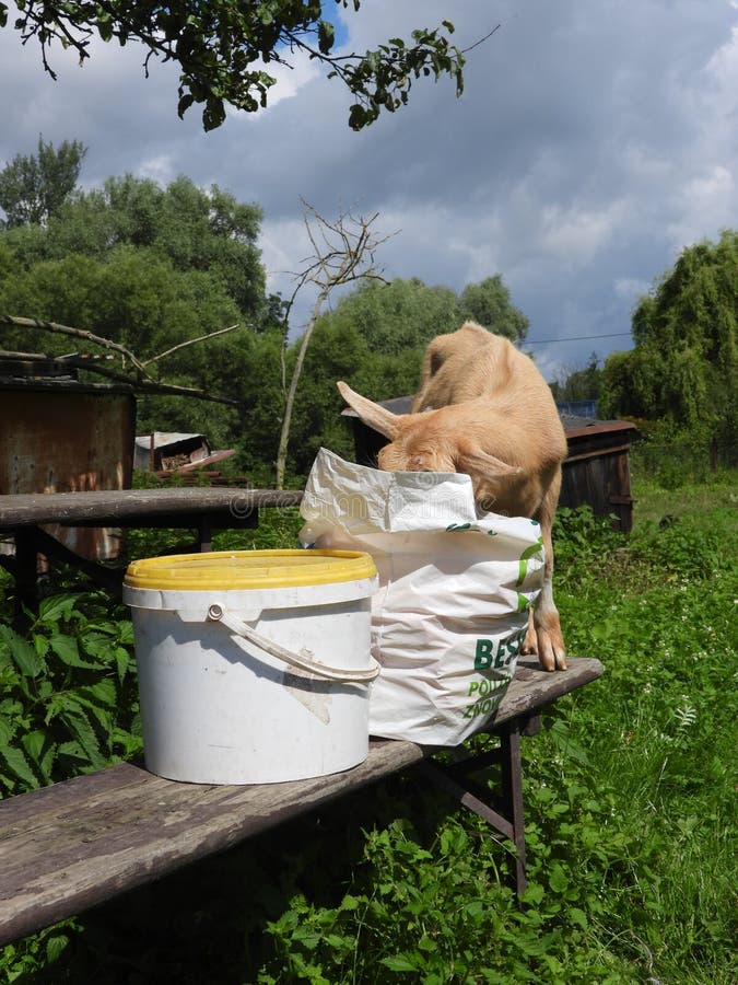 Goat Eating Pastry from Bag 24 Stock Photo - Image of agricultural ...