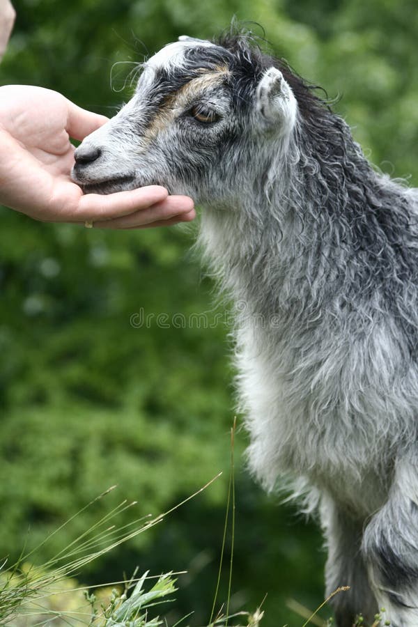 Goat series stock photo. Image of goatling, animals, livestock - 5557824