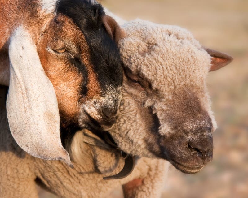Goat and sheep stock photo. Image of hair, agricultural - 19560090
