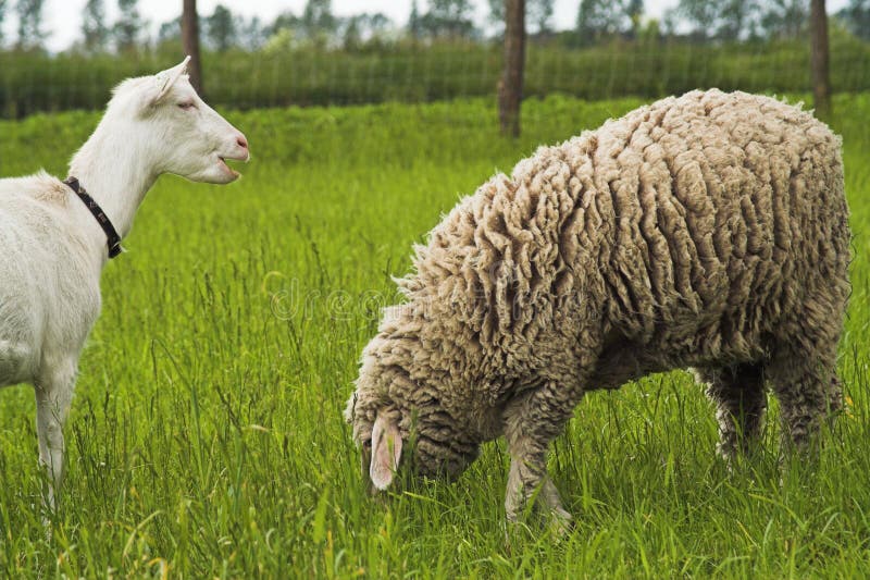 Goat and Sheep stock photo. Image of eyes, nose, sheep - 30209186