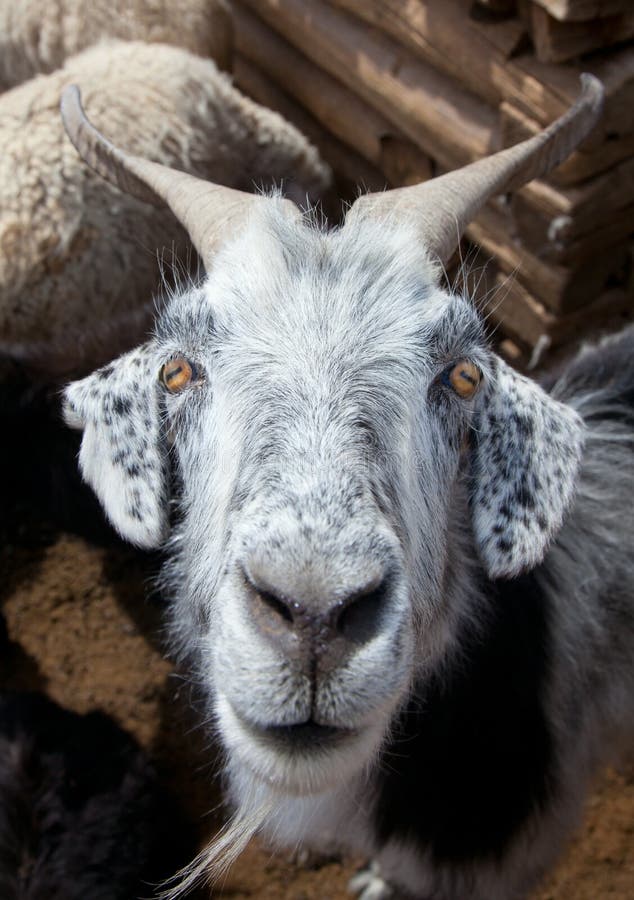 Goat and sheep stock image. Image of leader, land, field - 25547017