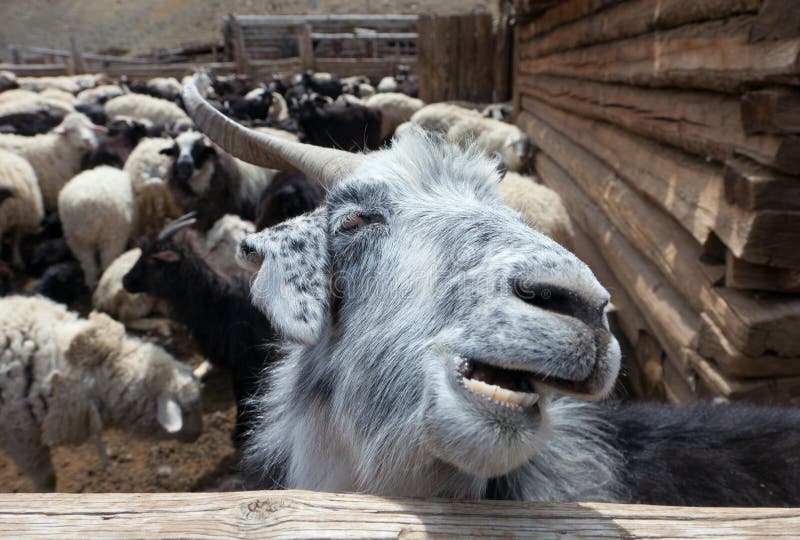 Goat and sheep stock photo. Image of animal, brown, livestock - 27230456