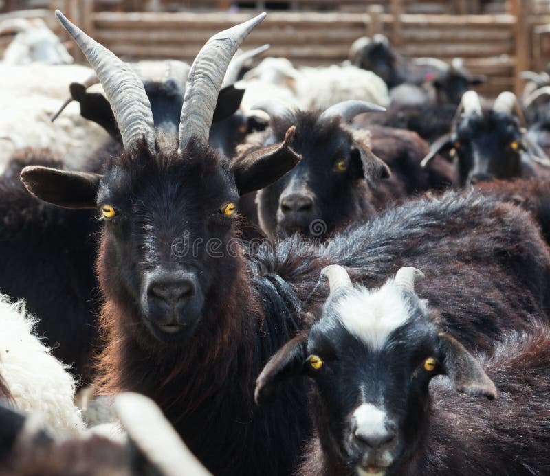 Goat and sheep stock photo. Image of agriculture, brown - 29005084