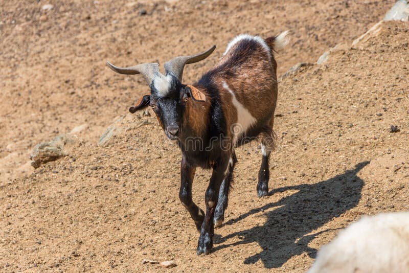 360 Sheep Cote Stock Photos - Free & Royalty-Free Stock Photos from ...