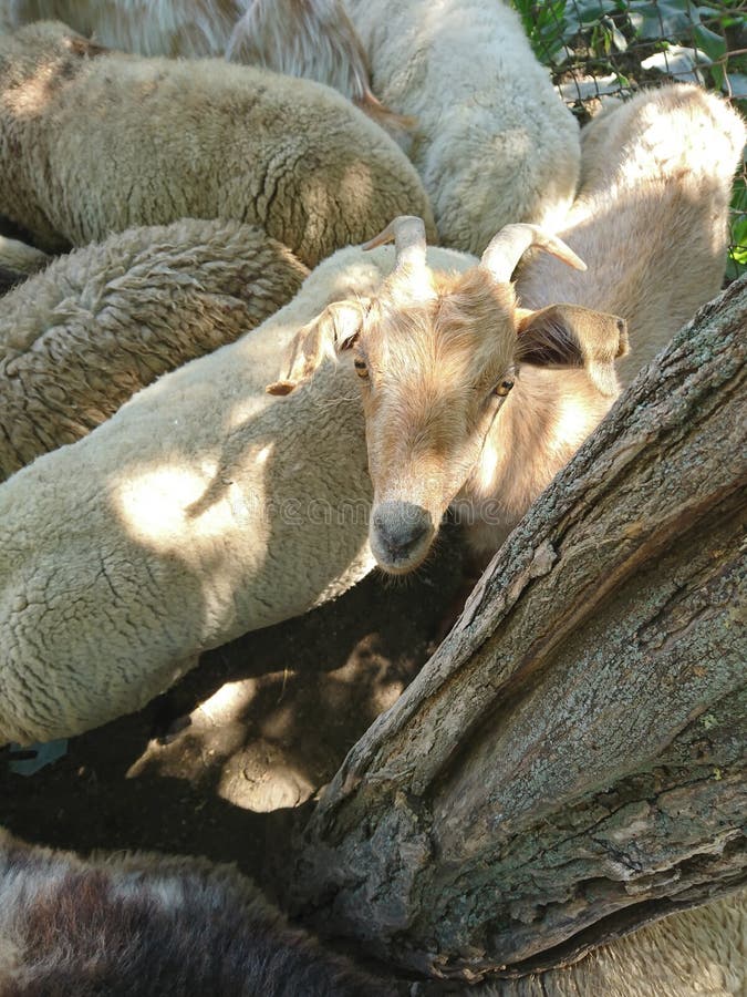 Goat Shades Stock Photos - Free & Royalty-Free Stock Photos from Dreamstime