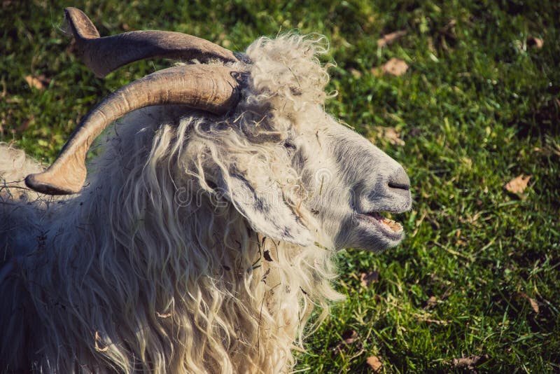 Goat, sheep or ewe stock photo. Image of grass, close - 69156300