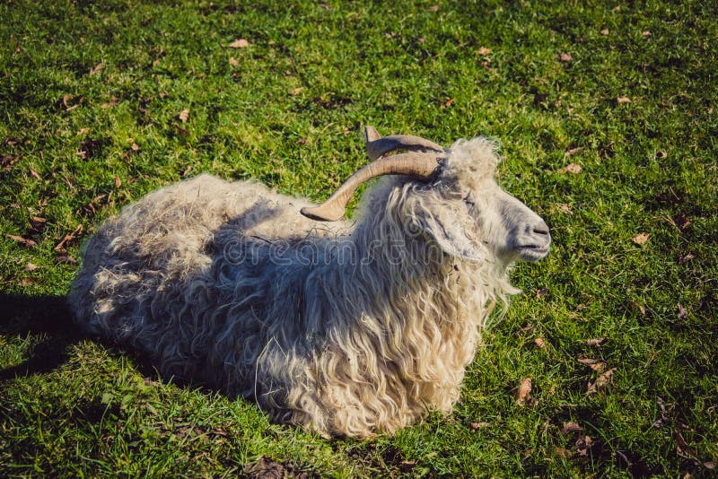 Goat, sheep or ewe stock photo. Image of grass, close - 69156300