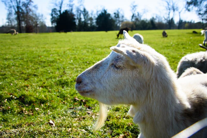 Goat, sheep or ewe stock image. Image of animal, goats - 69169149