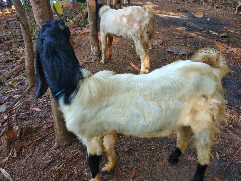Goat Sheep in Farm with Black and White Fluffy Stock Image - Image of ...