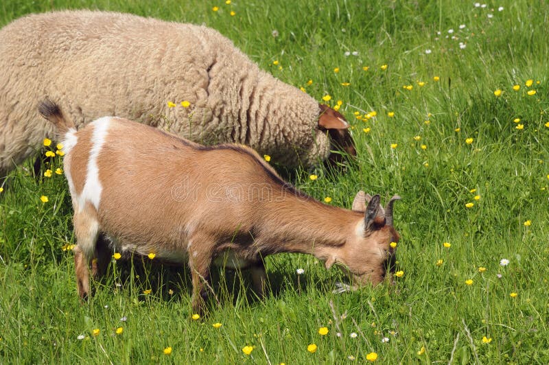 Goat and sheep stock photo. Image of offspring, ears, baby - 1135950