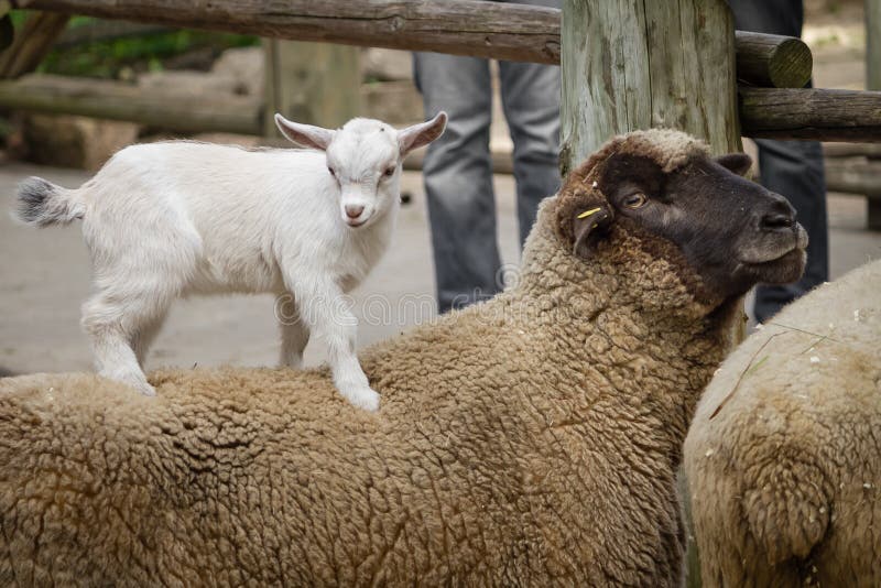 Goat and sheep stock photo. Image of pets, clever, subordination - 44877502