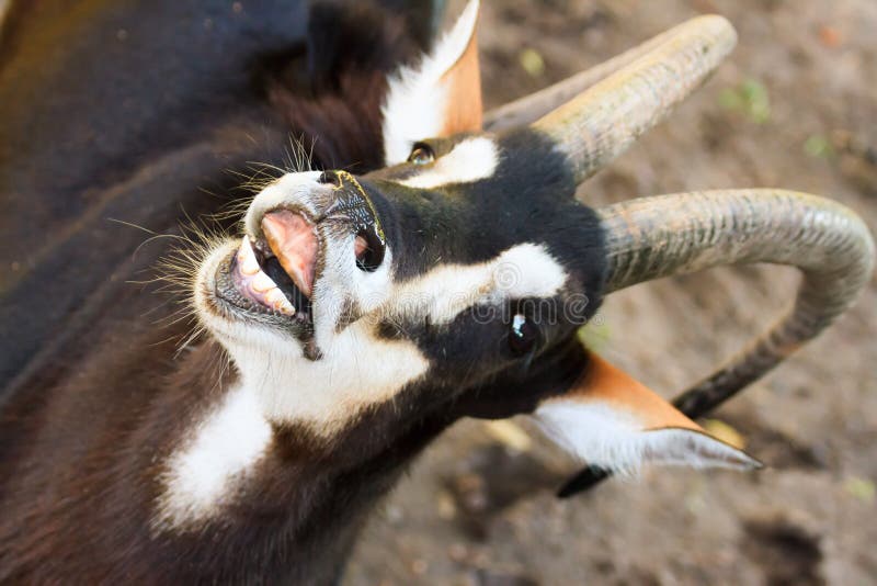 234 Laughing Goat Stock Photos - Free & Royalty-Free Stock Photos from ...