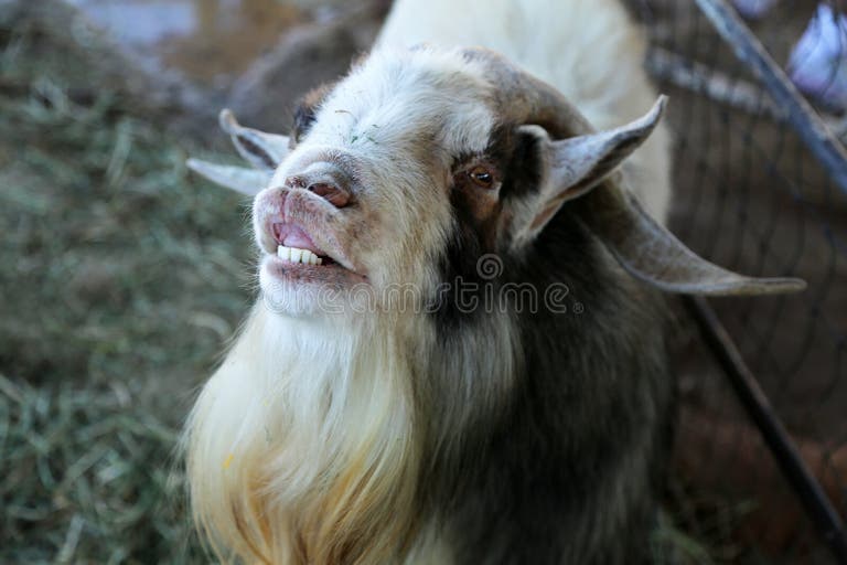 Goat stock image. Image of face, looking, milk, animals - 54522929