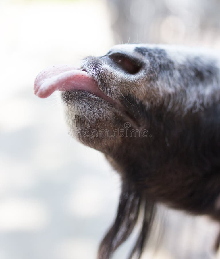 Goat Showing Tongue in Nature Stock Image - Image of tongue, billy ...
