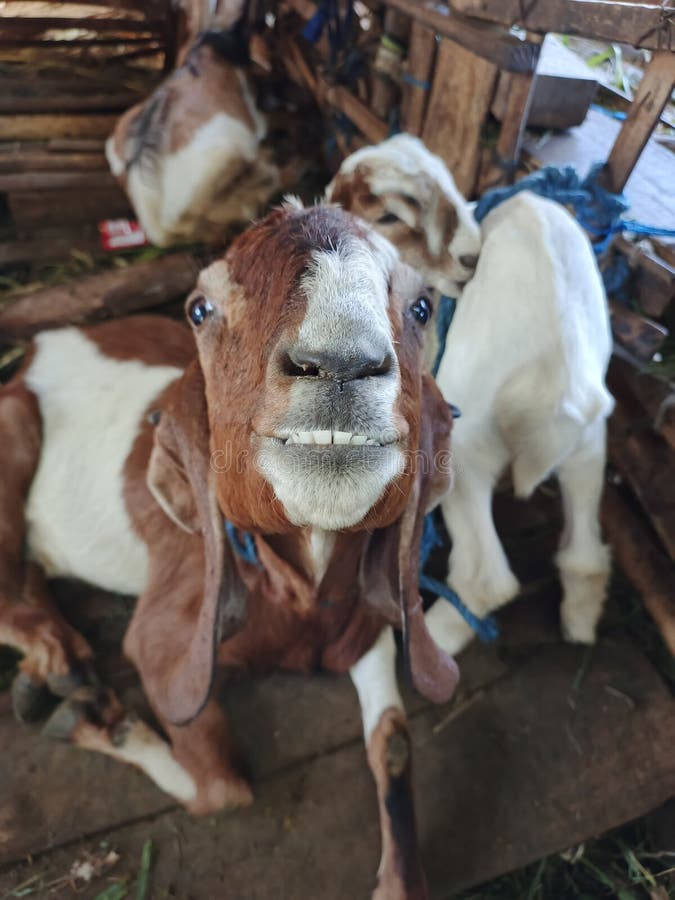 Goat Shows Its Teeth in Front of the Camera Stock Image - Image of ...