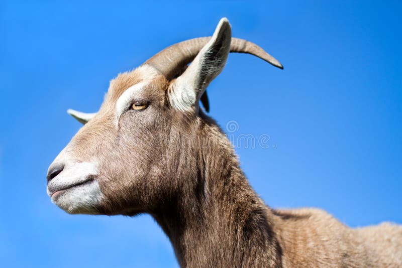Goat Side Profile With Blue Sky Background Royalty Free Stock Photos ...
